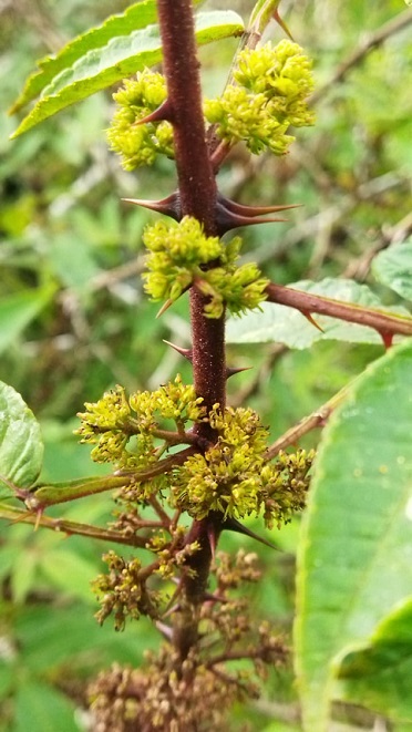 Andaliman: Sekali Kunyah Lima Rasa Betah di lidah - Media Online Green ...