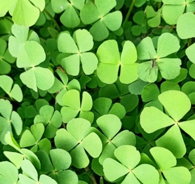 Semanggi: Dari Flu Hingga Hepatitis - Media Online Green Indonesia