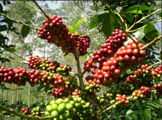 Liberika: ‘Kopi Konservasi’ dengan Rasa Istimewa - Media Online Green ...