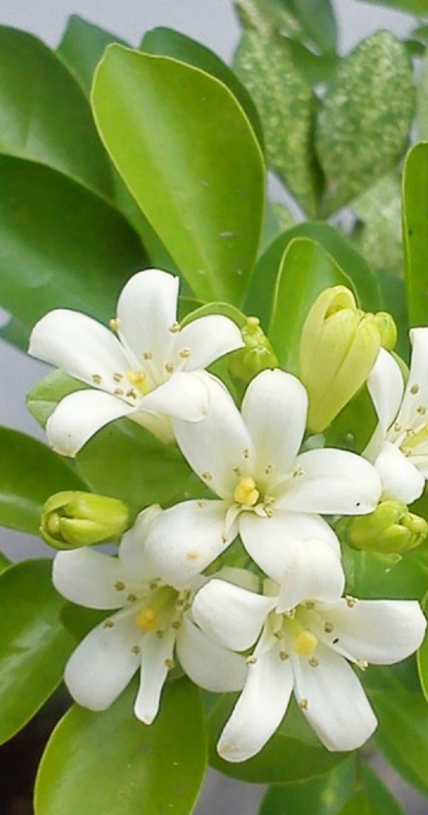 Khasiat di Balik Wanginya Semak Kemuning - Media Online Green Indonesia