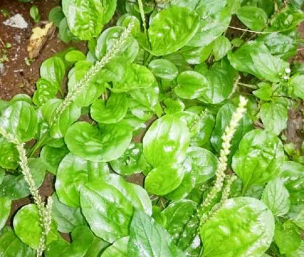 Ki Urat: Obat Infeksi Dari Hutan - Media Online Green Indonesia