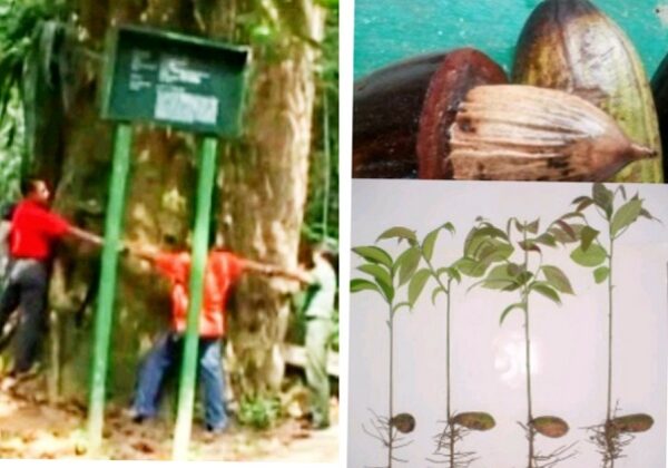 Ulin: Pohon dengan Puluhan Keunggulan - Media Online Green Indonesia