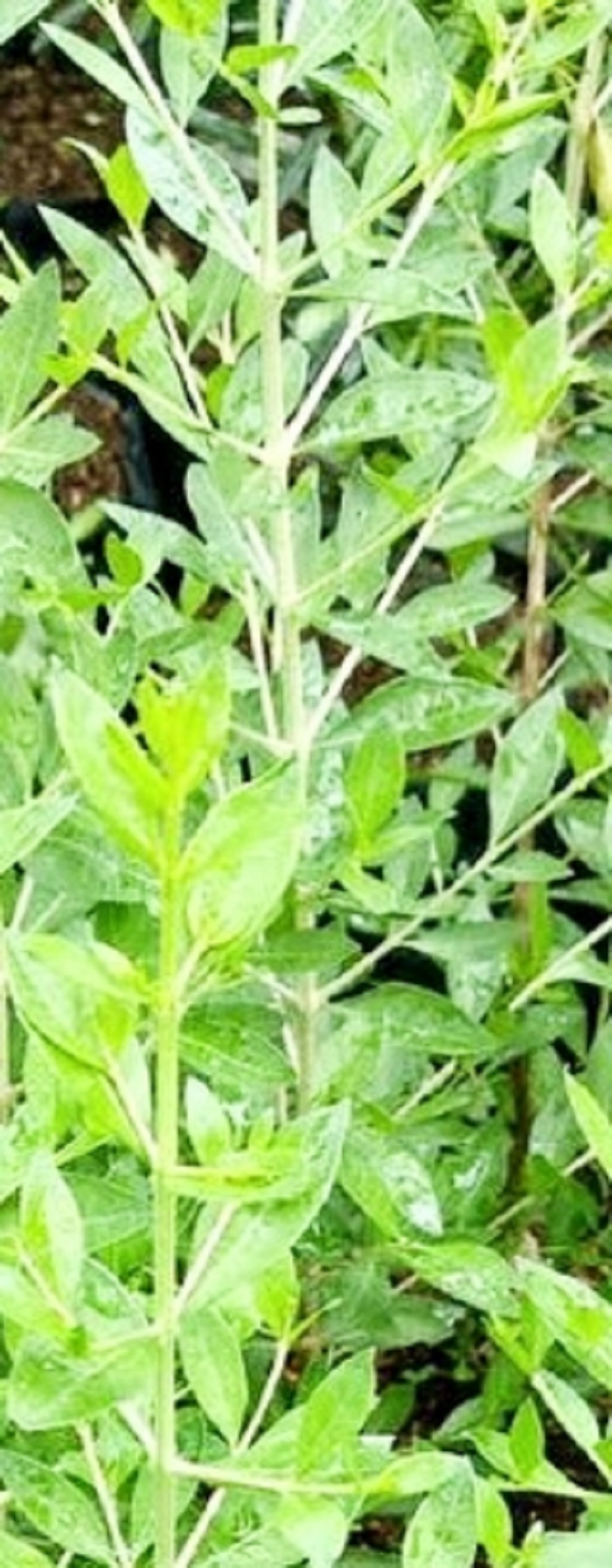 Lawsonia inermis L: Tak Sekedar Pemerah Kuku ‘Anak Daro’ - Media Online ...