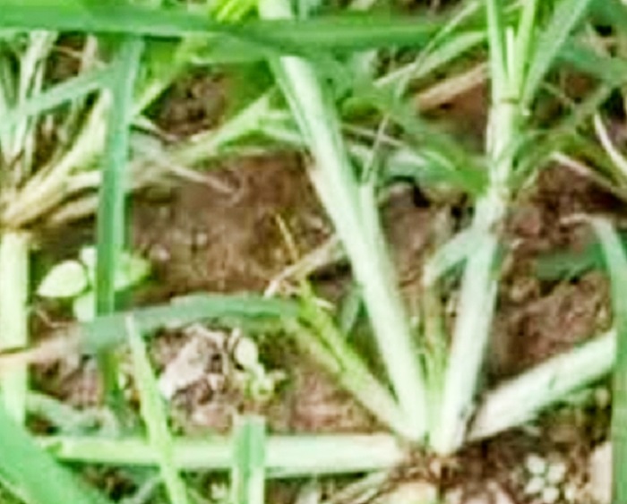 Banyak Obat dalam Rumput Teki - Media Online Green Indonesia