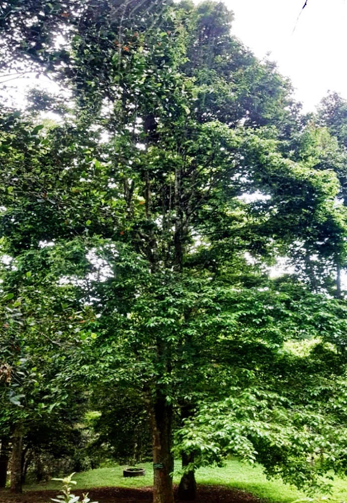 Rasamala, Beraroma, Berkhasiat - Media Online Green Indonesia