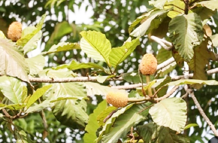 Multi Manfaat Tarap Hutan Dari Kalimantan - Media Online Green Indonesia