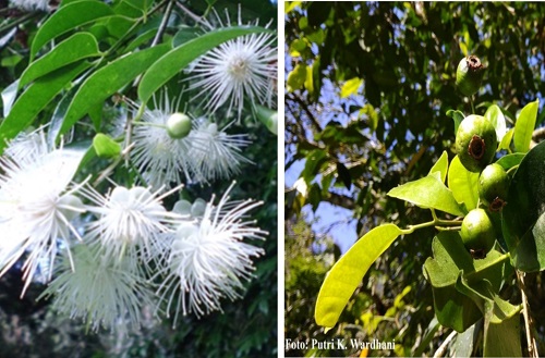 Syzygium Glabratum, Keluarga Jambu Penghias Taman - Media Online Green ...